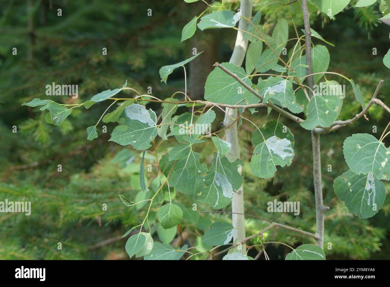 trembling aspen (Populus tremuloides Stock Photo - Alamy