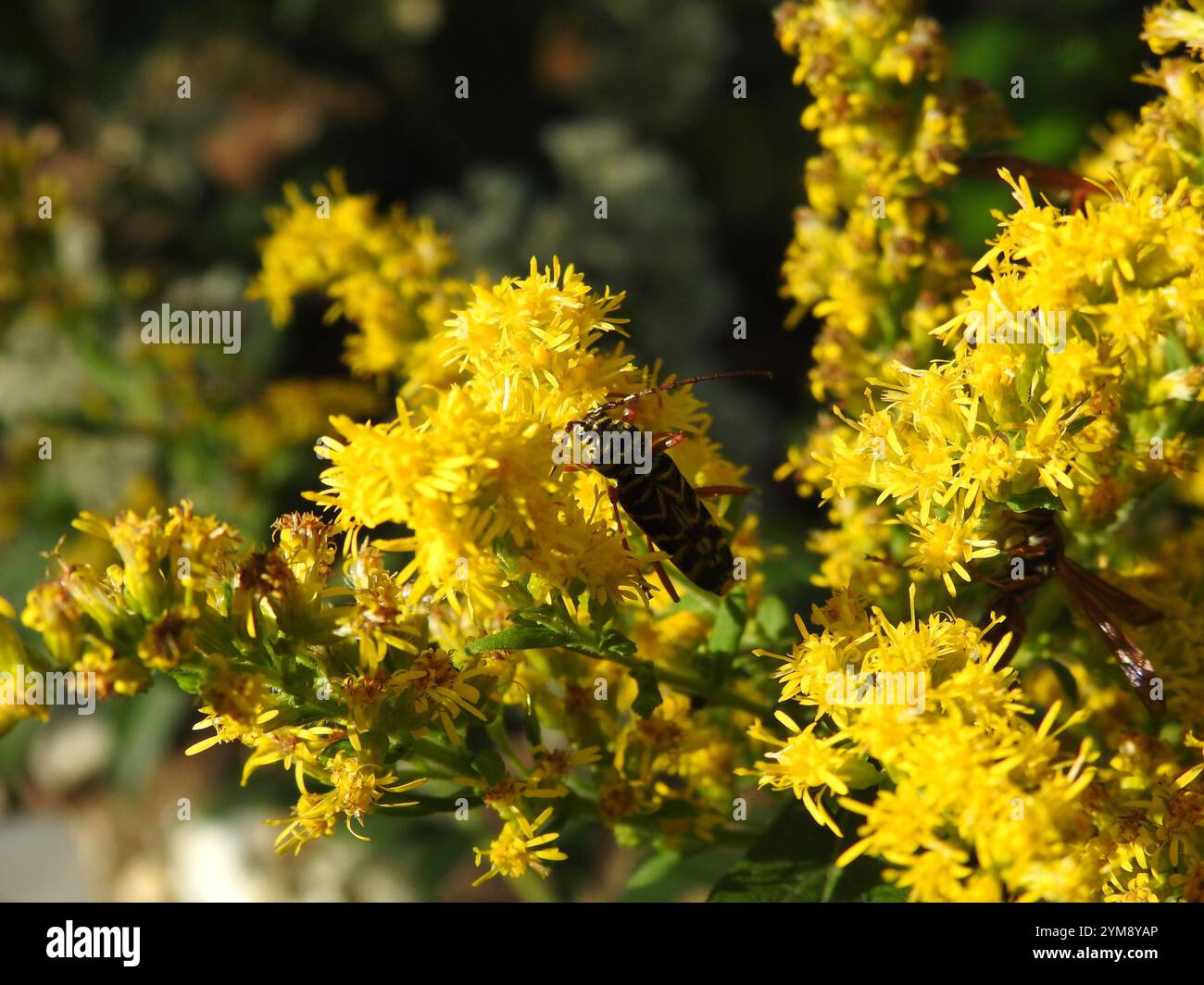 Locust Borer (Megacyllene robiniae Stock Photo - Alamy