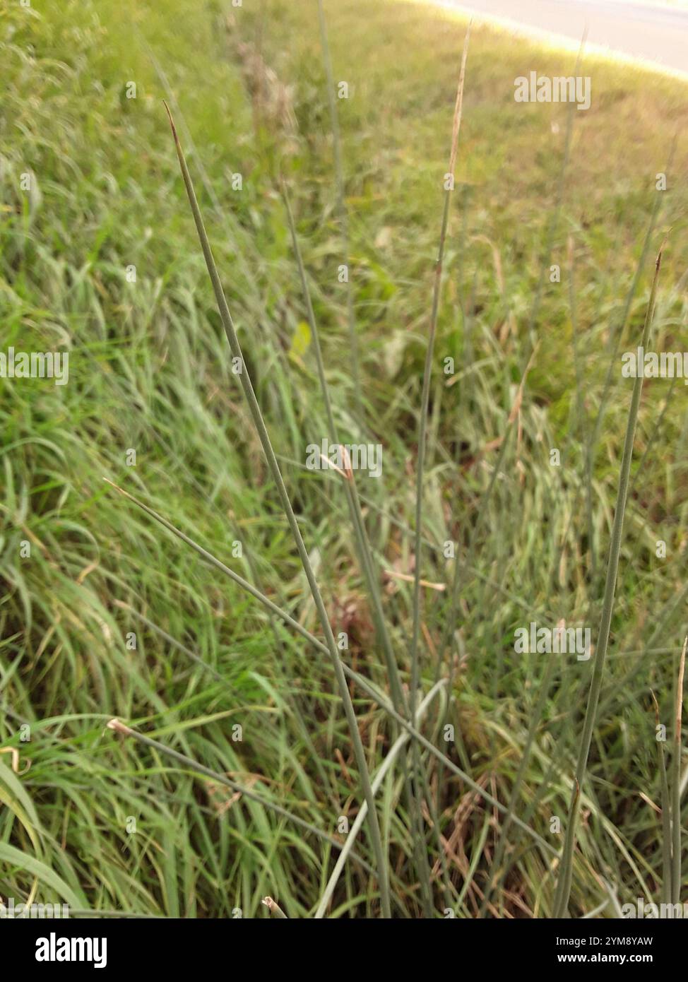 Hard Rush (Juncus inflexus Stock Photo - Alamy