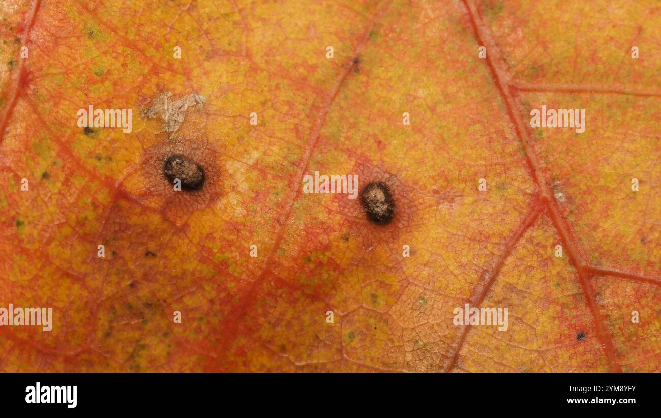 oak flake gall wasp (Neuroterus quercusverrucarum Stock Photo - Alamy