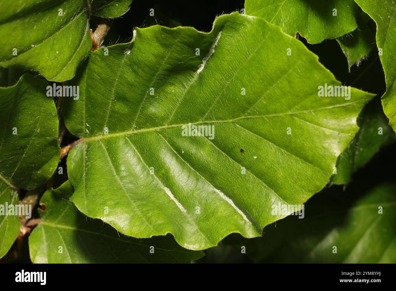 European beech (Fagus sylvatica Stock Photo - Alamy