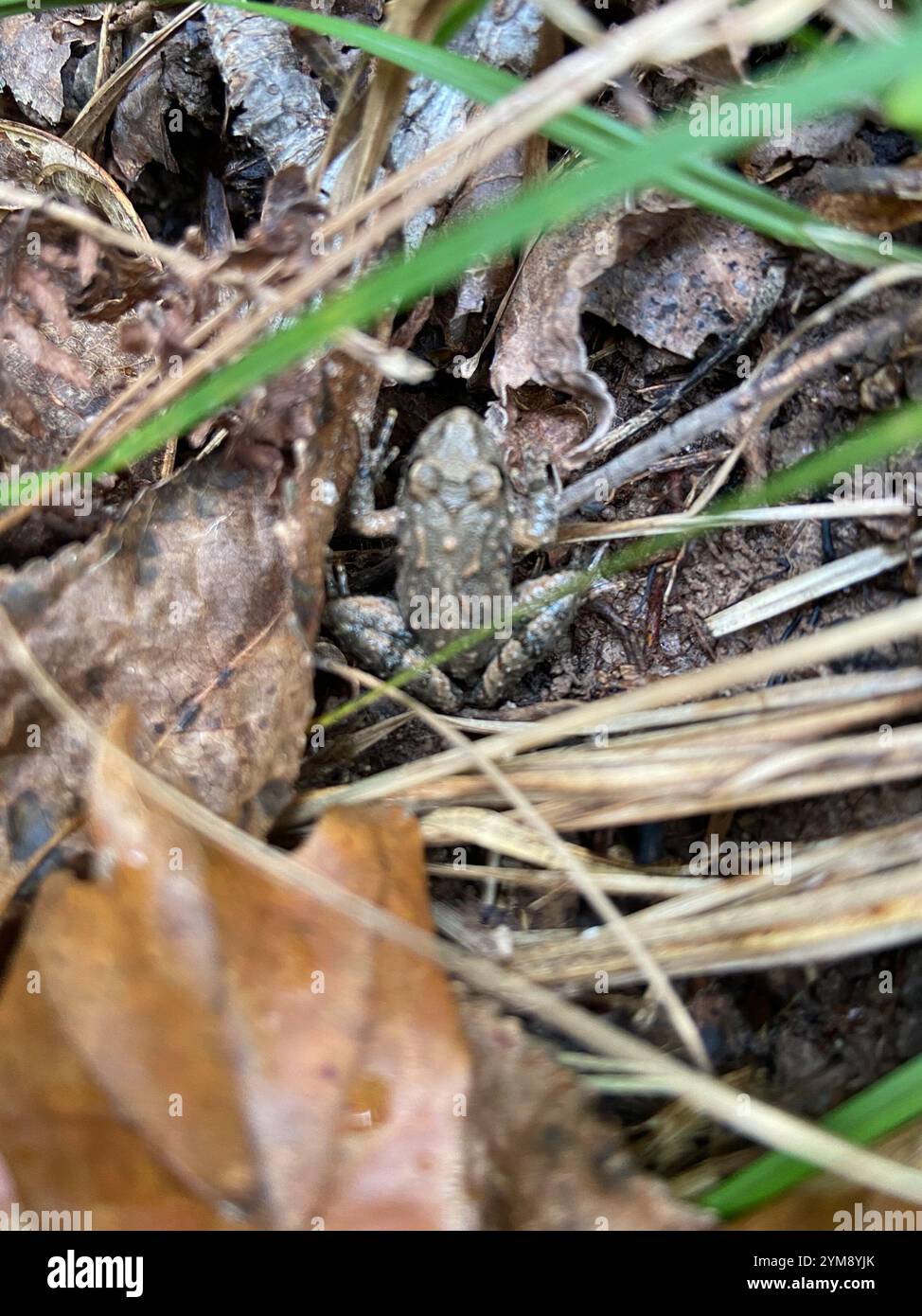 Northern Cricket Frog (Acris crepitans Stock Photo - Alamy