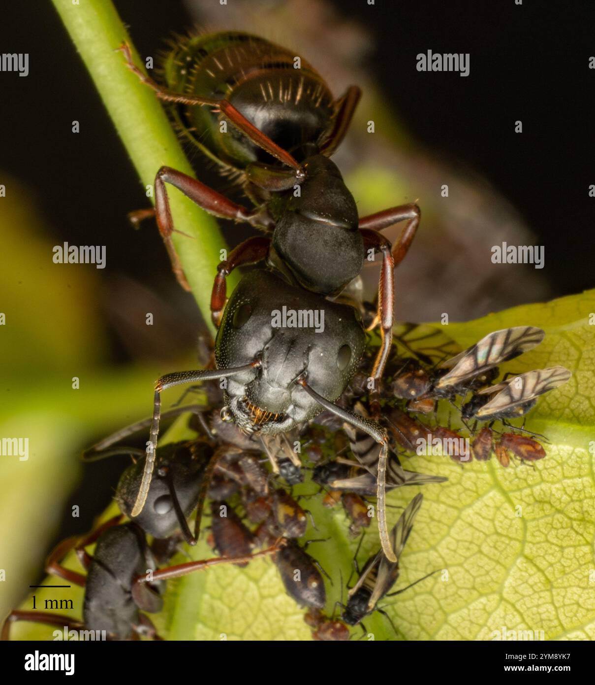 Western Black Carpenter Ant (Camponotus modoc Stock Photo - Alamy