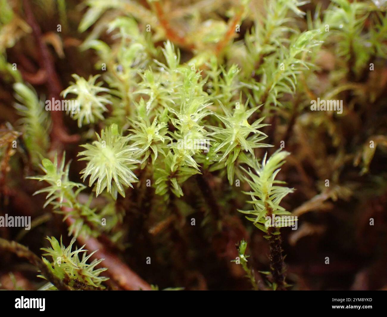 ribbed bog moss (Aulacomnium palustre Stock Photo - Alamy