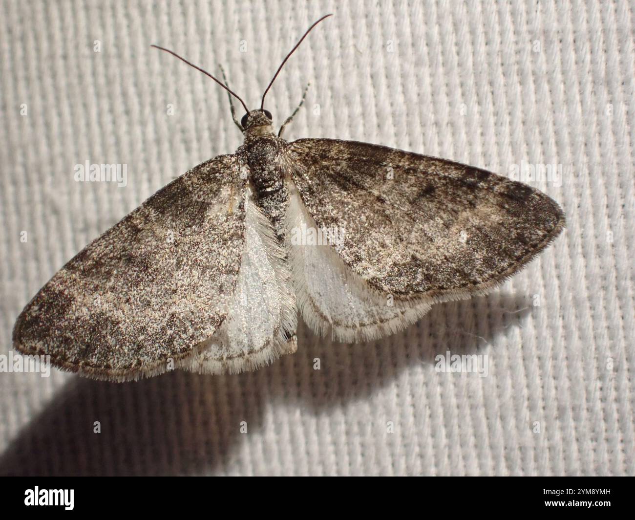 Powdered Bigwing Moth (Lobophora nivigerata Stock Photo - Alamy