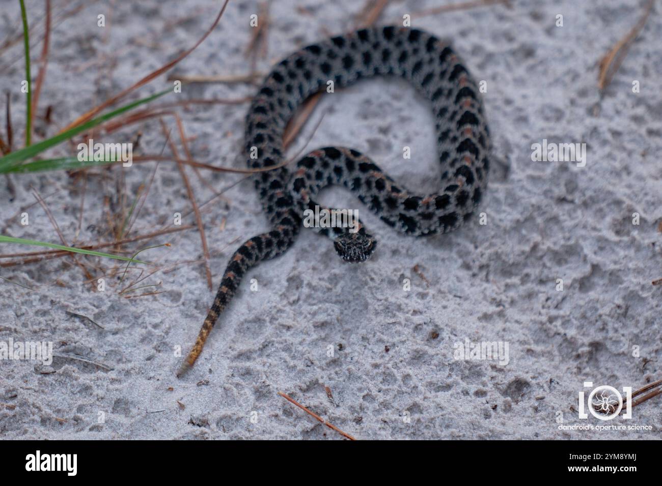 Dusky Pygmy Rattlesnake (Sistrurus miliarius barbouri Stock Photo - Alamy