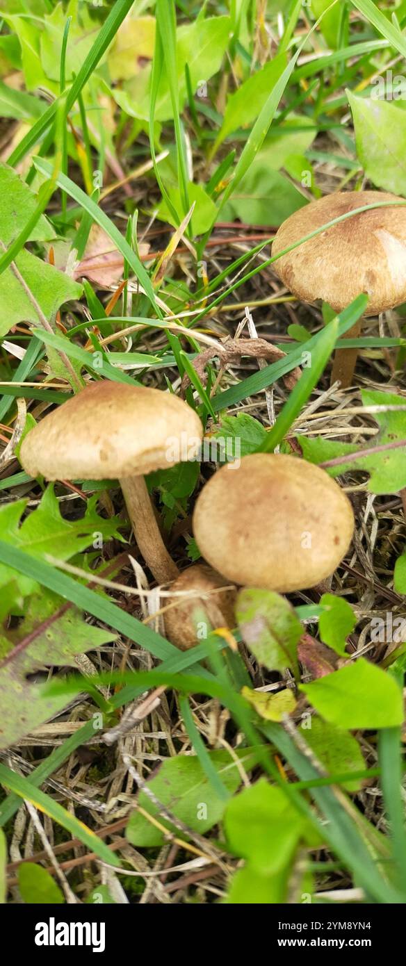 Common Fieldcap (Agrocybe pediades Stock Photo - Alamy