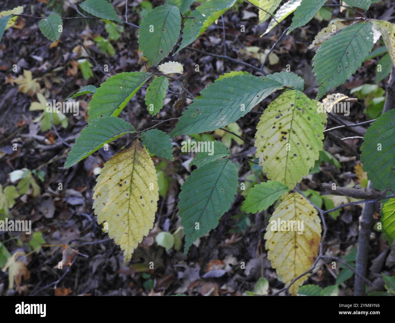 slippery elm (Ulmus rubra Stock Photo - Alamy
