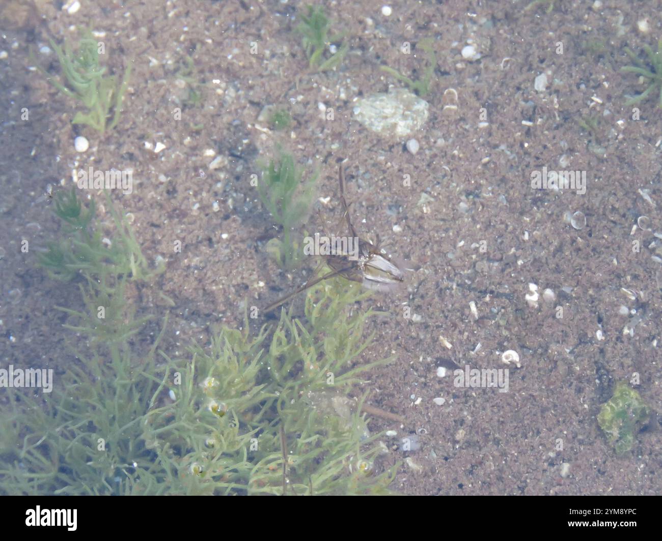 Water Bugs (Nepomorpha Stock Photo - Alamy
