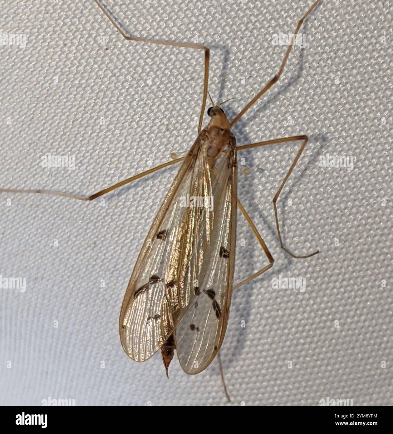 Typical Crane Flies (Tipuloidea Stock Photo - Alamy