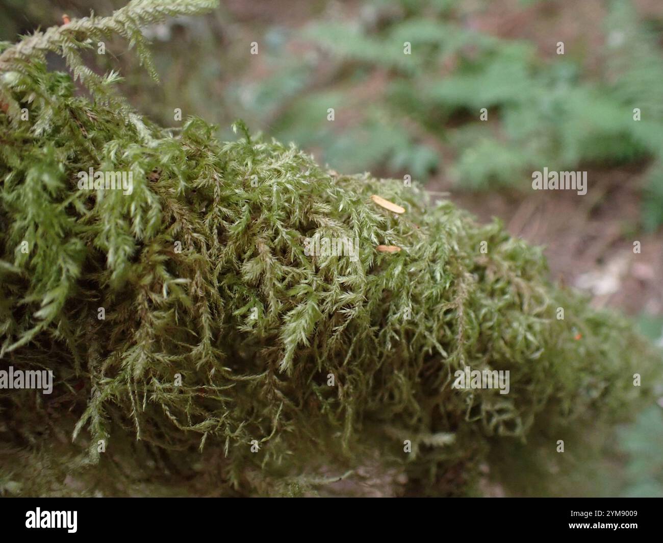 Cat's Tail Moss (Pseudisothecium stoloniferum Stock Photo - Alamy