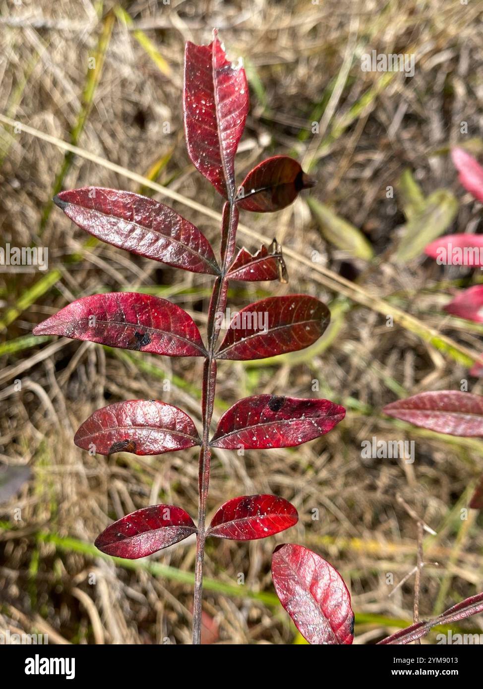shining sumac (Rhus copallinum Stock Photo - Alamy