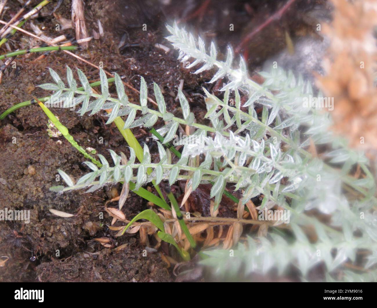 Showy locoweed hi-res stock photography and images - Alamy