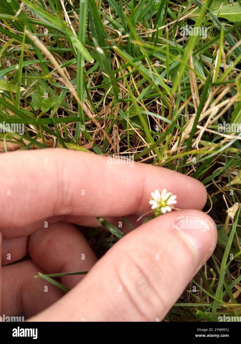 Sticky mouse-ear chickweed (Cerastium glomeratum Stock Photo - Alamy