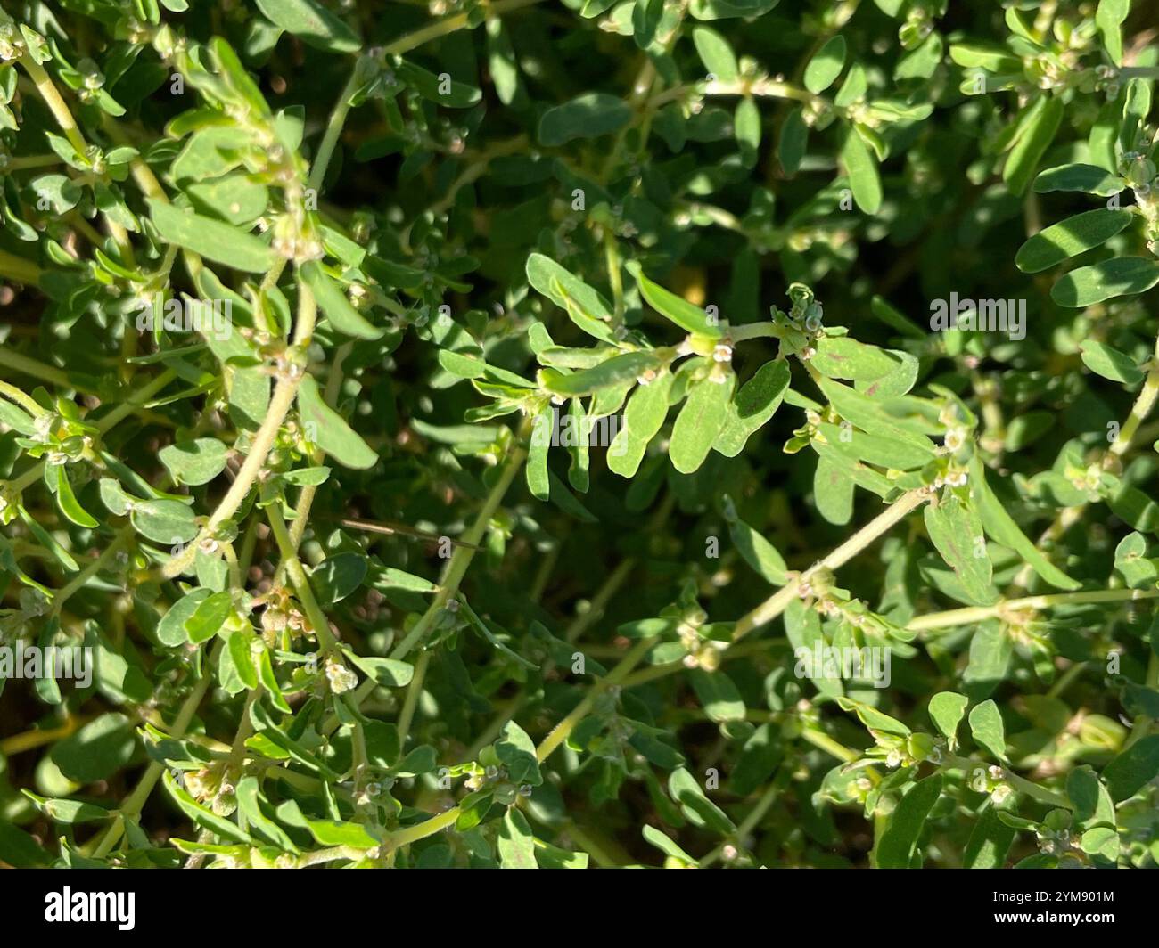 Spotted spurge (Euphorbia maculata Stock Photo - Alamy