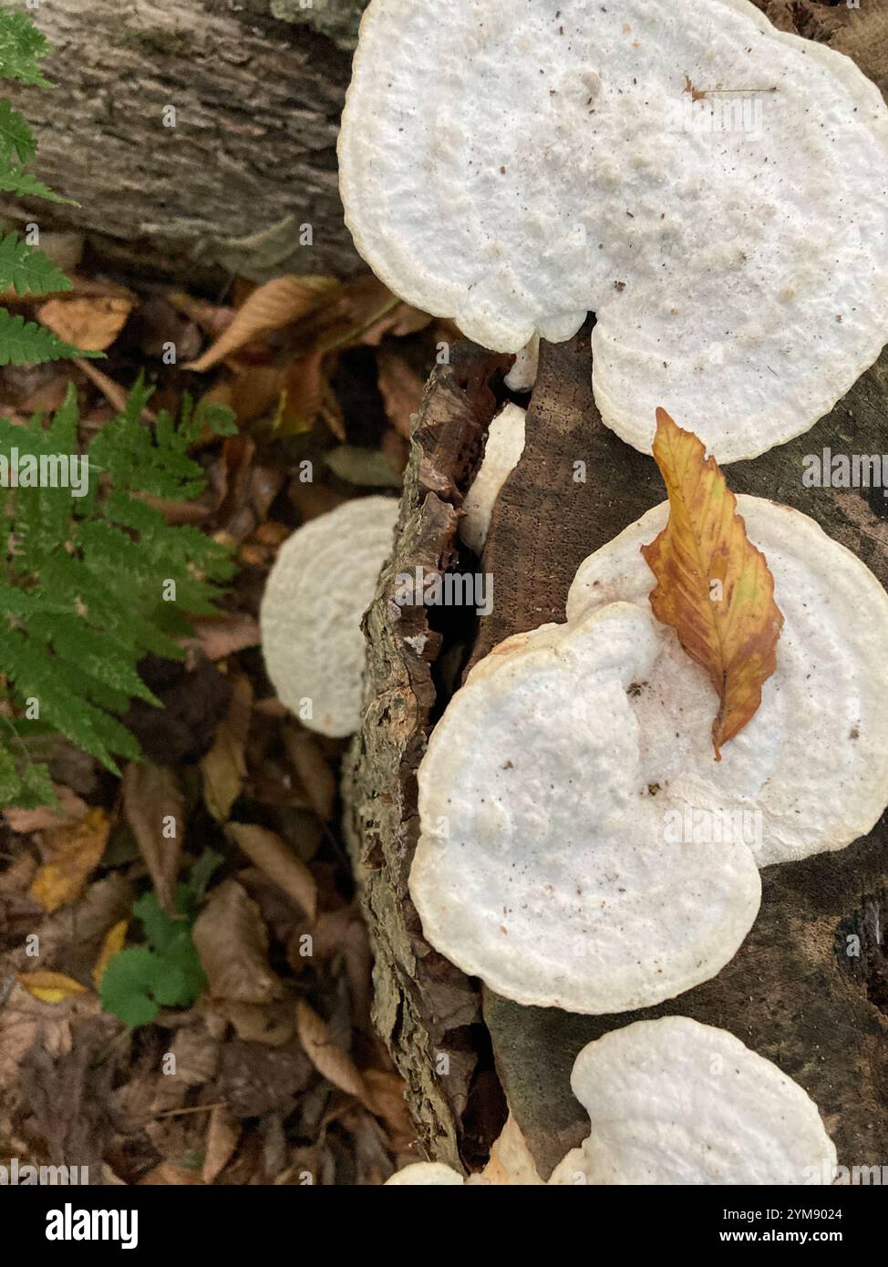Lumpy Bracket (Trametes gibbosa Stock Photo - Alamy