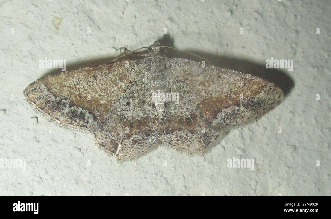 Geometer Moths (Geometridae Stock Photo - Alamy