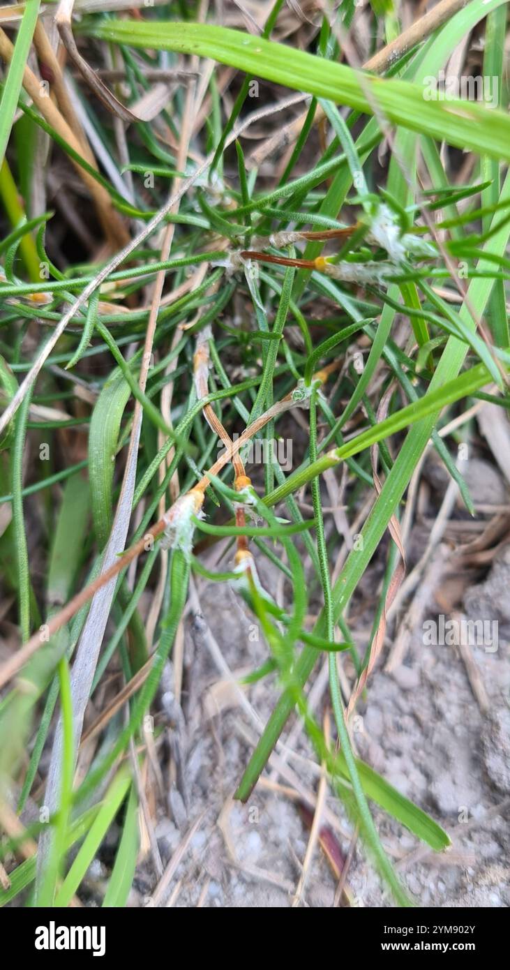 Slender Wire Lily (Laxmannia gracilis Stock Photo - Alamy