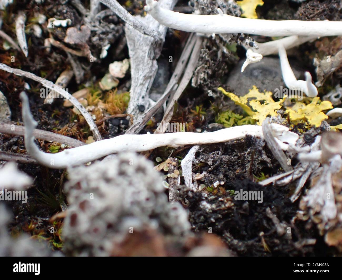 Whiteworm Lichen (Thamnolia vermicularis Stock Photo - Alamy
