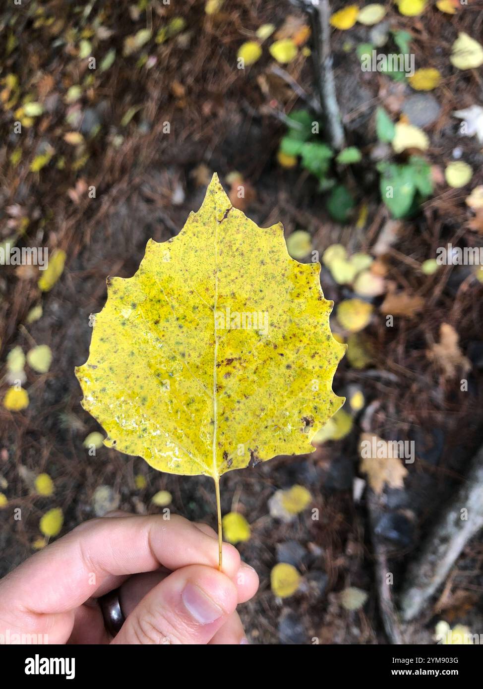 bigtooth aspen (Populus grandidentata Stock Photo - Alamy