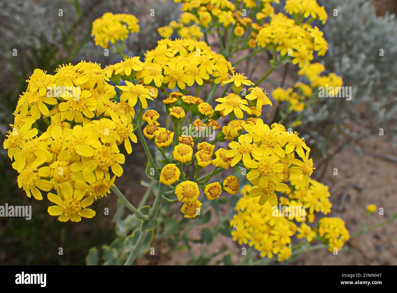 Poorflower Babooncabbage (Othonna parviflora Stock Photo - Alamy