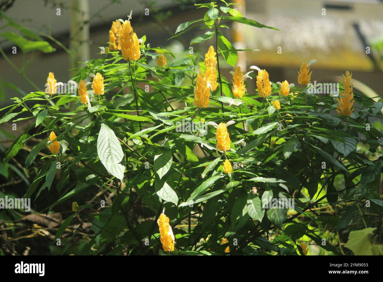 golden shrimp plant (Pachystachys lutea Stock Photo - Alamy