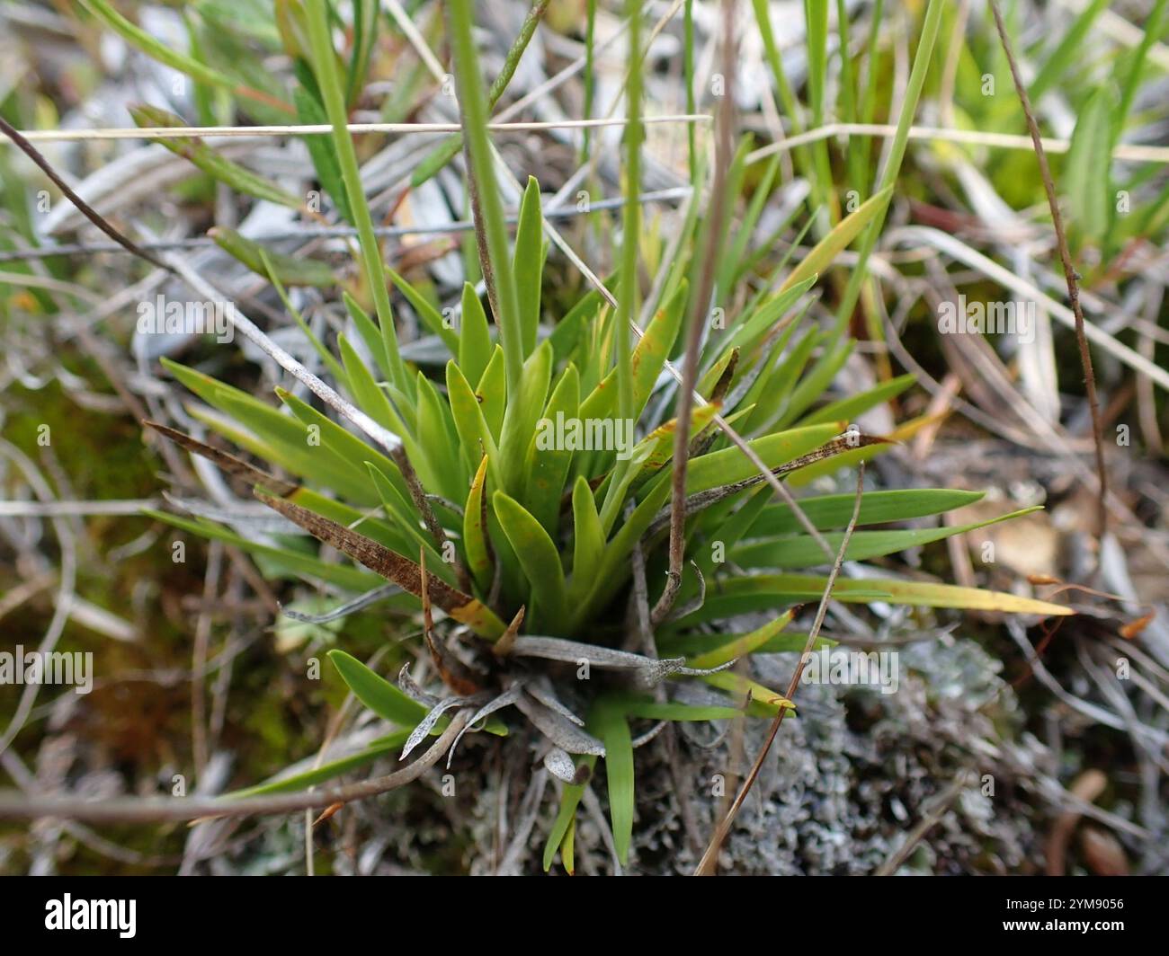 Scottish Asphodel (Tofieldia pusilla Stock Photo - Alamy