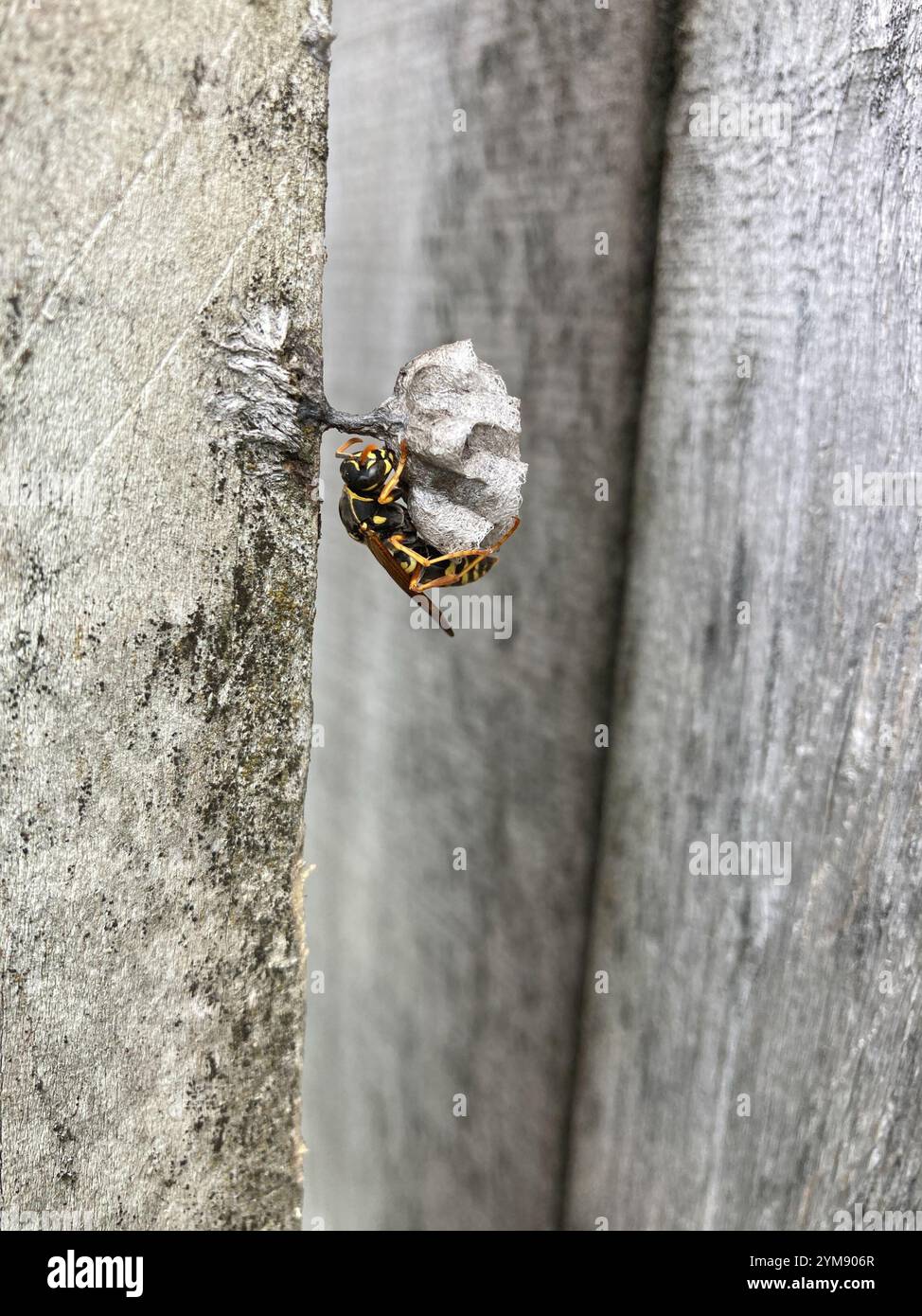 Asian Paper Wasp (Polistes chinensis Stock Photo - Alamy