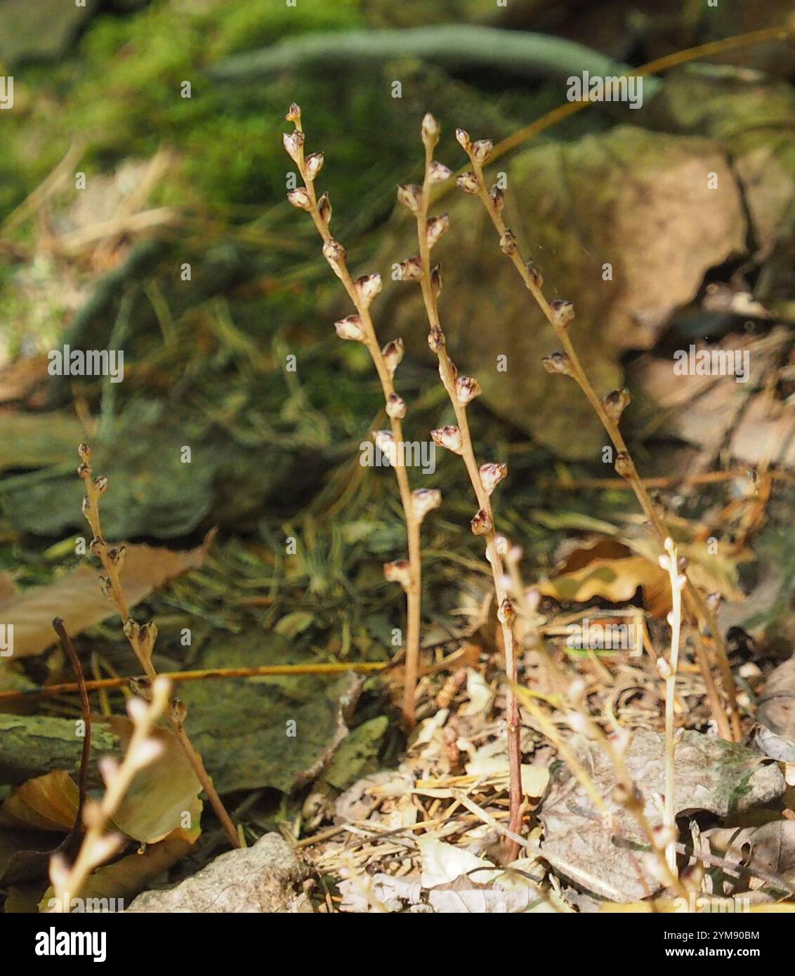 Beechdrops (Epifagus virginiana Stock Photo - Alamy
