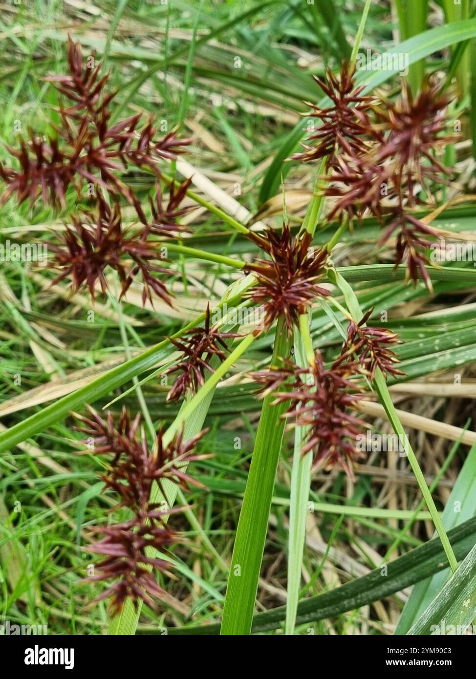 Common Leaf-rush (Cyperus lucidus Stock Photo - Alamy