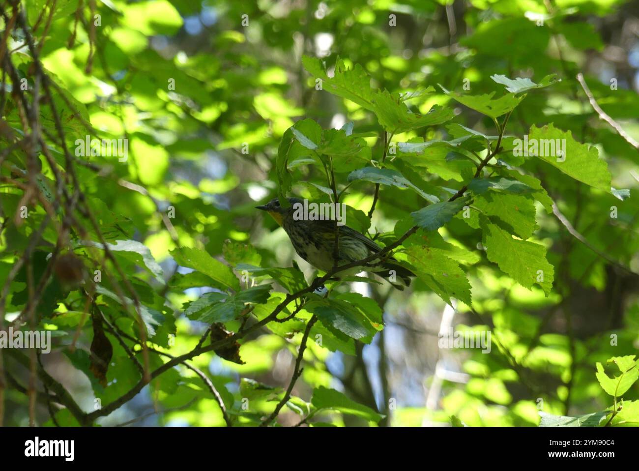 Audubon's Warbler (Setophaga coronata auduboni Stock Photo - Alamy