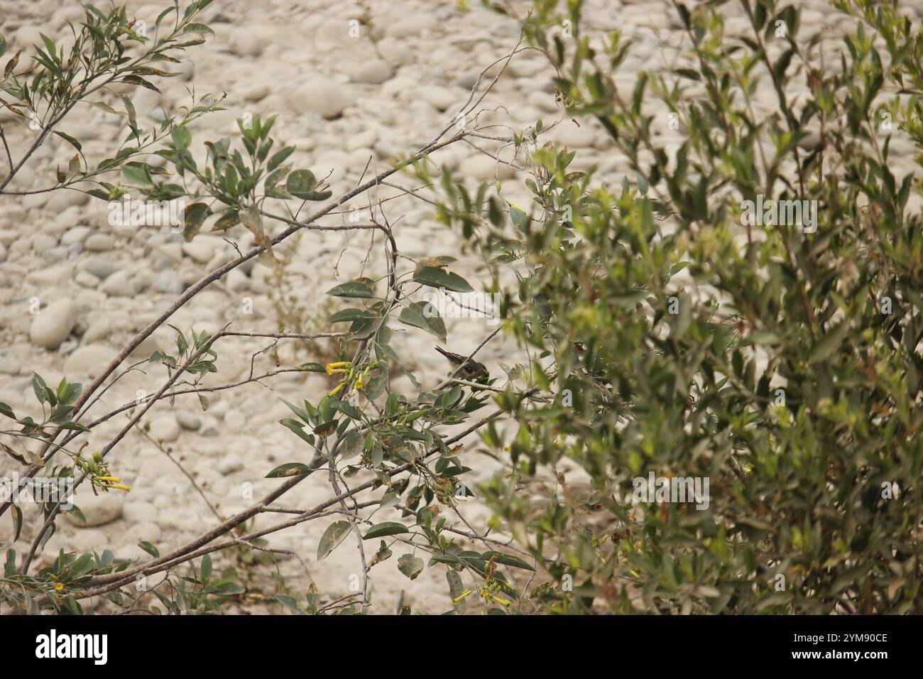 tree tobacco (Nicotiana glauca Stock Photo - Alamy