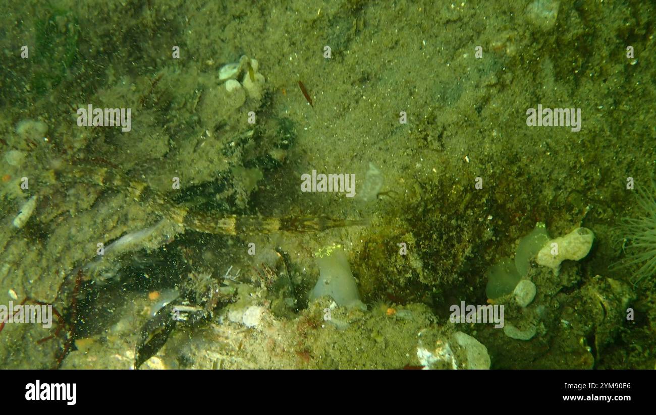 Greater Pipefish (Syngnathus acus Stock Photo - Alamy