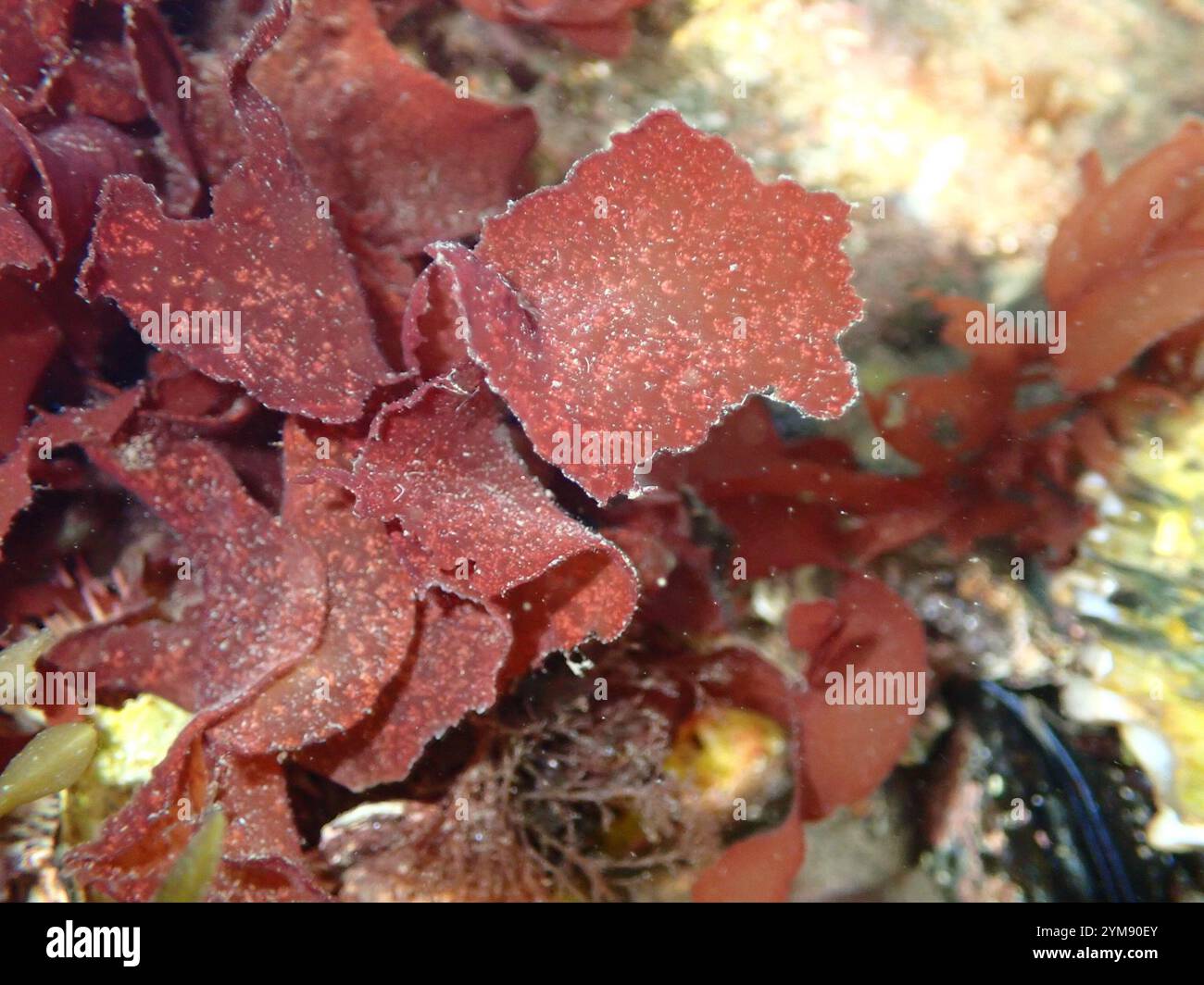 red algae (Rhodophyta Stock Photo - Alamy