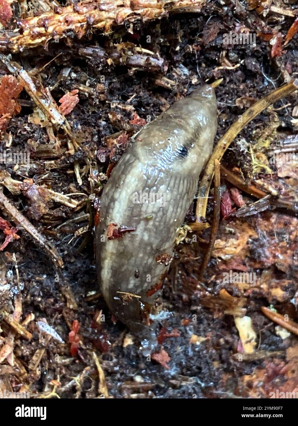 Tree slug (Lehmannia marginata Stock Photo - Alamy