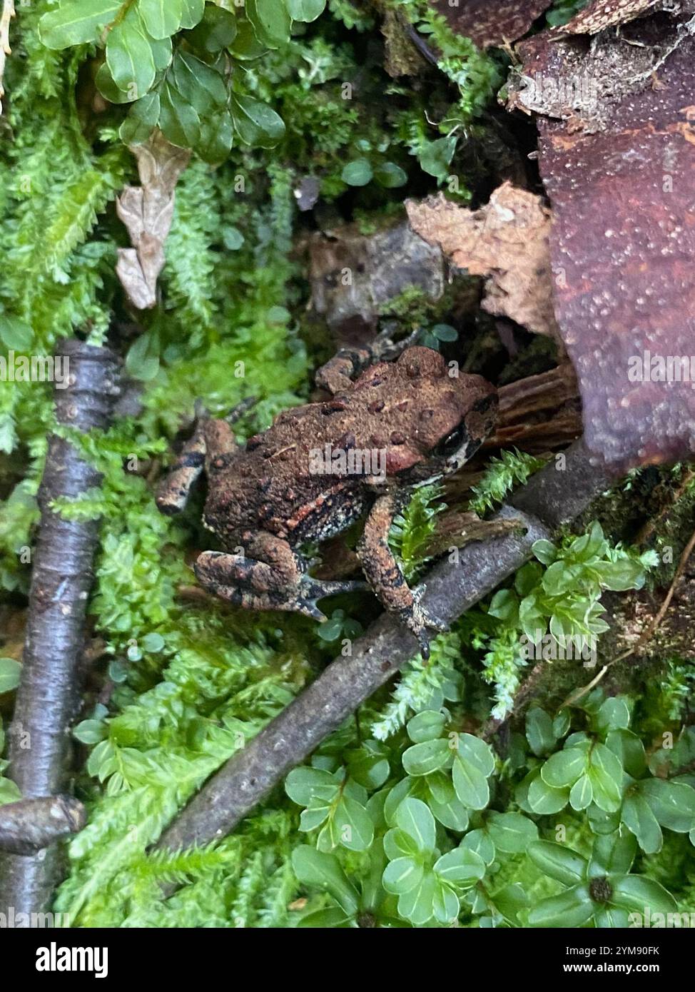 Western Toad (Anaxyrus boreas Stock Photo - Alamy