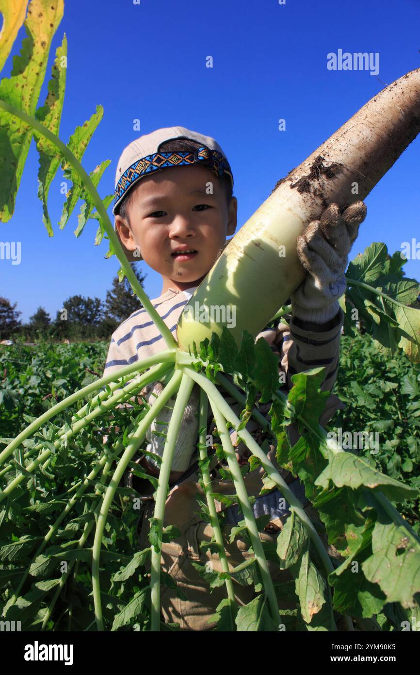 Boy harvesting radishes Stock Photo - Alamy