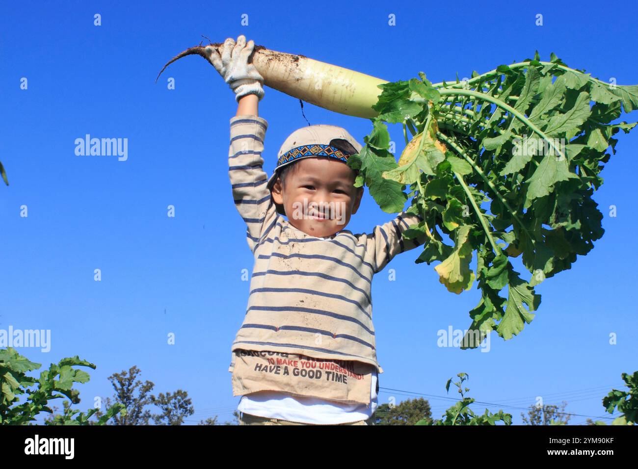 Boy harvesting radishes Stock Photo - Alamy
