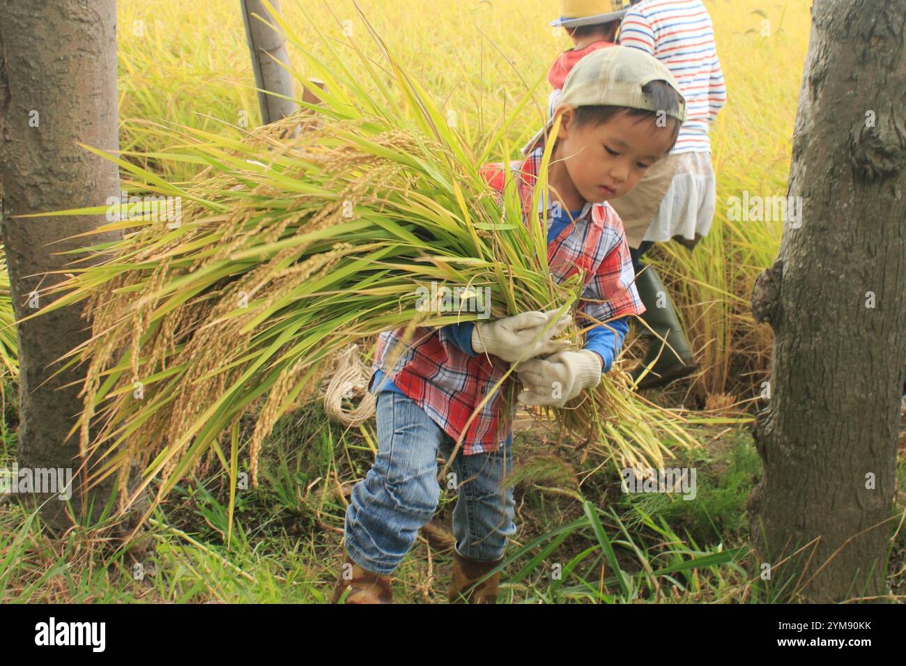 Boy harvesting rice Stock Photo - Alamy