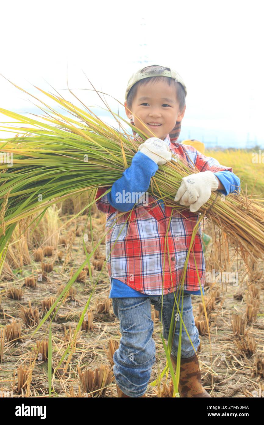 Boy harvesting rice Stock Photo - Alamy