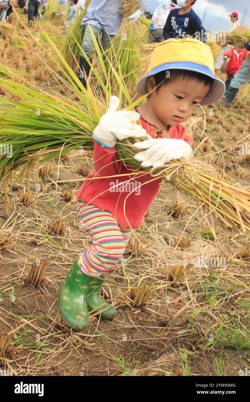 Boy harvesting rice Stock Photo - Alamy