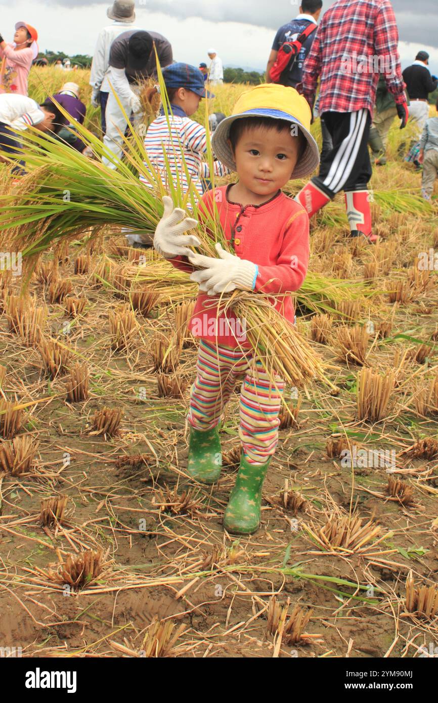 Boy harvesting rice Stock Photo - Alamy