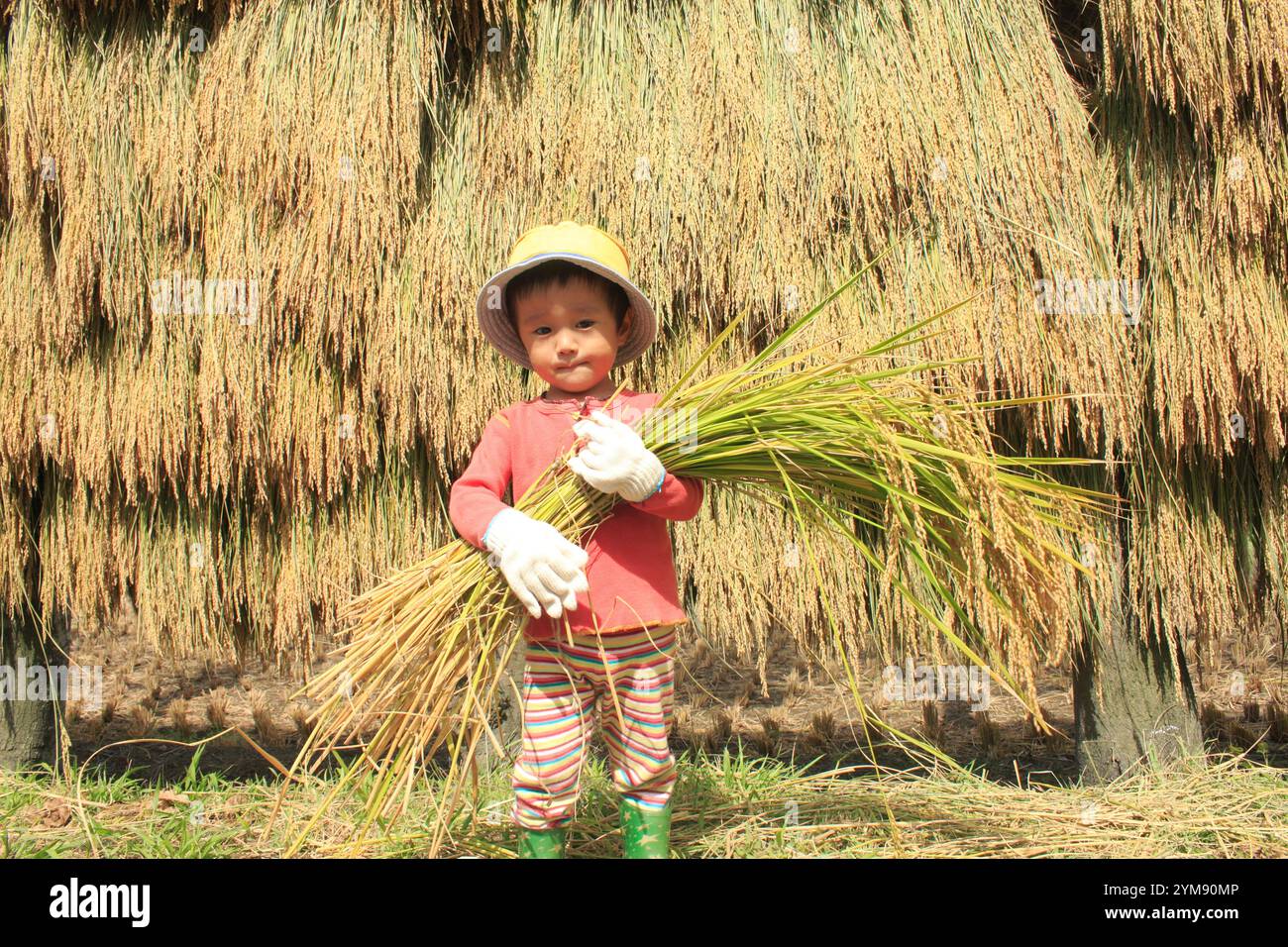 Rice industry hi-res stock photography and images - Alamy