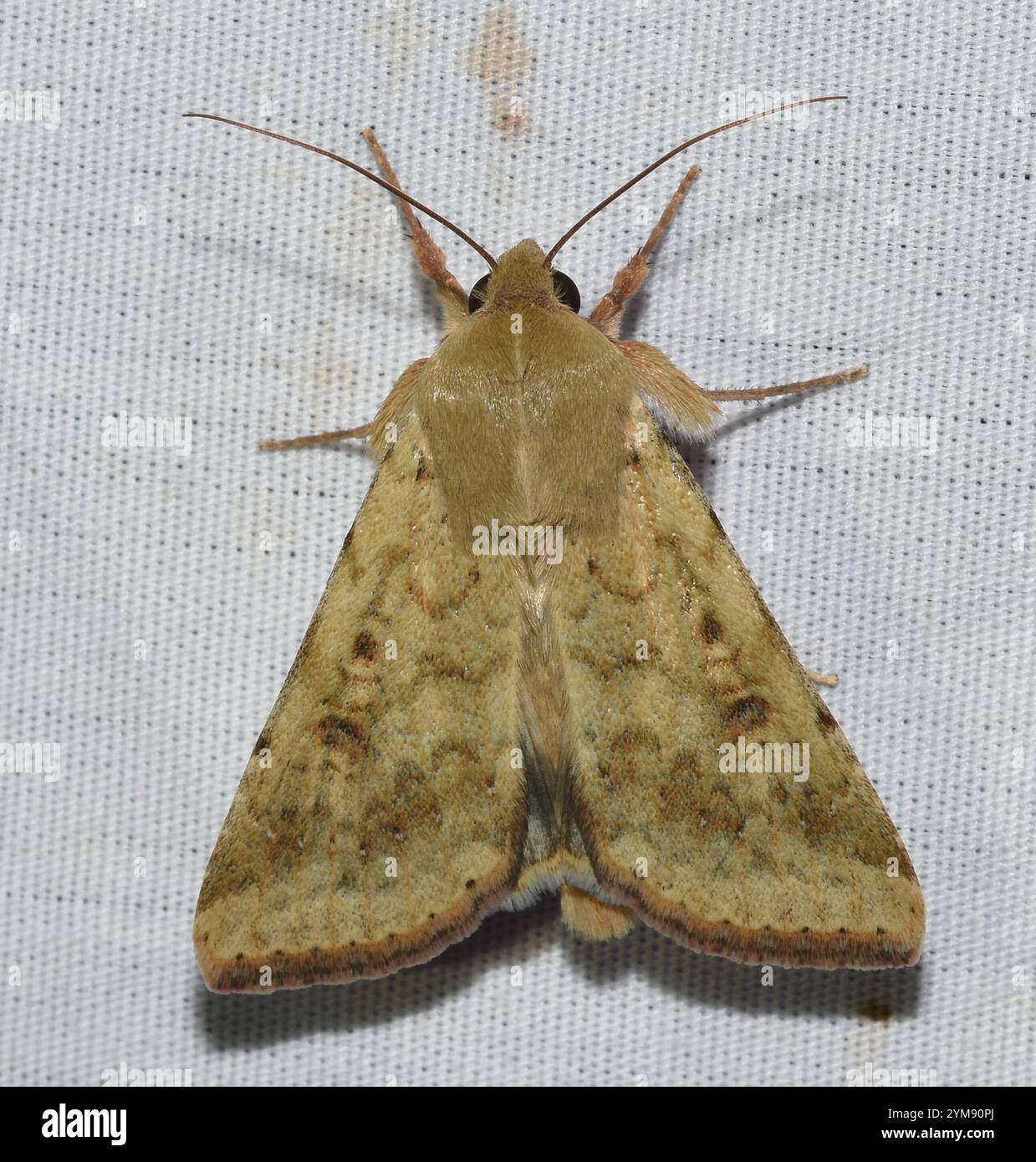 Corn Earworm Moth (Helicoverpa zea Stock Photo - Alamy