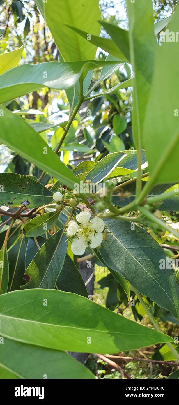 Brush Box (Lophostemon confertus Stock Photo - Alamy