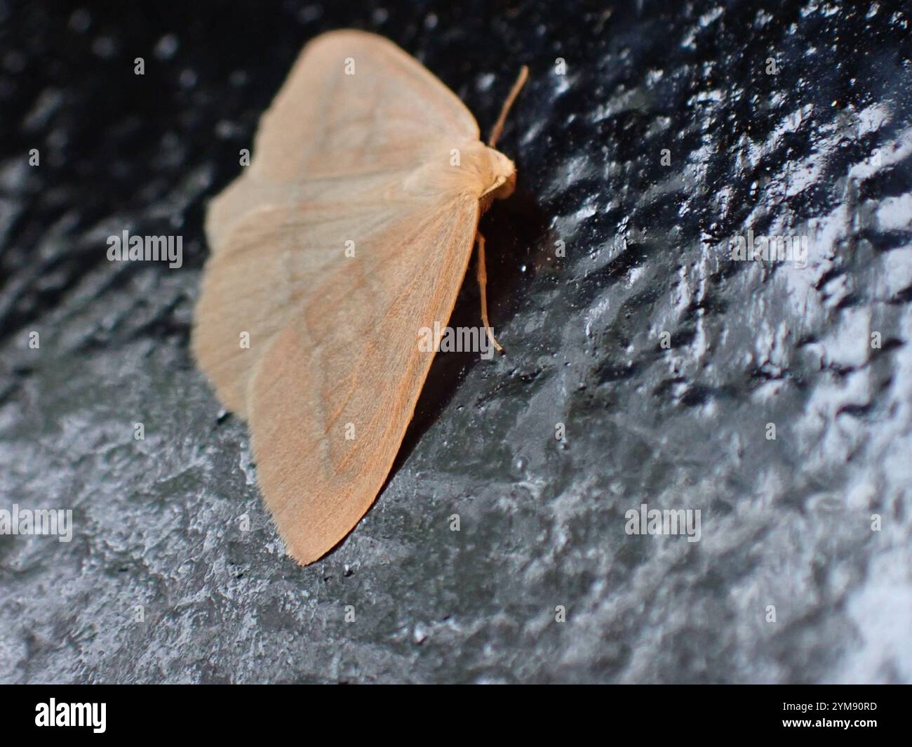 Barred Red (Hylaea fasciaria Stock Photo - Alamy