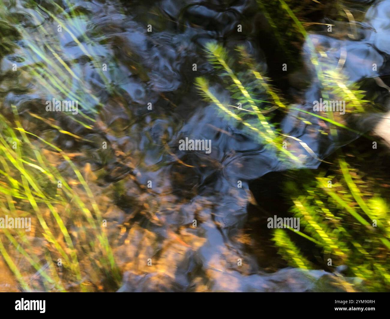 Stream Bogmoss (Mayaca fluviatilis Stock Photo - Alamy