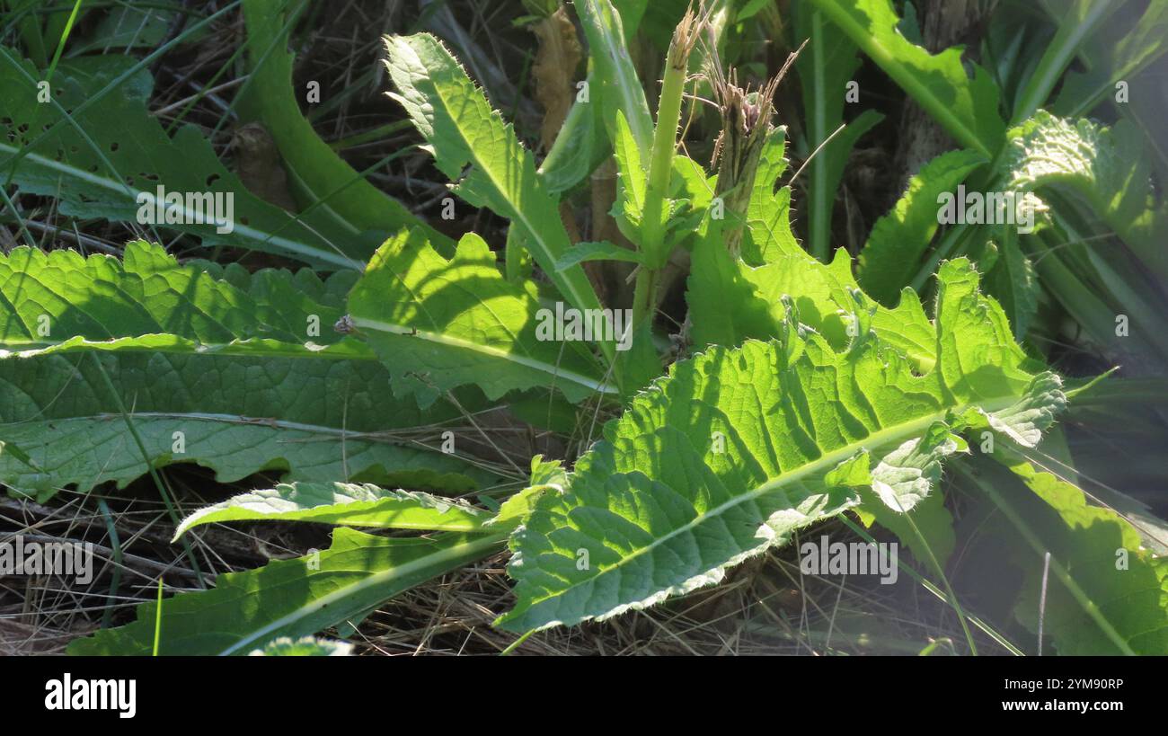 cutleaf teasel (Dipsacus laciniatus Stock Photo - Alamy