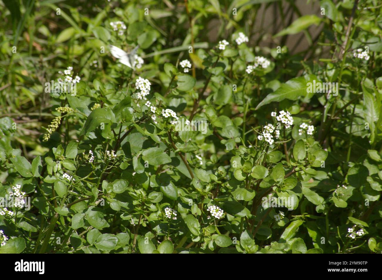 watercress (Nasturtium officinale Stock Photo - Alamy