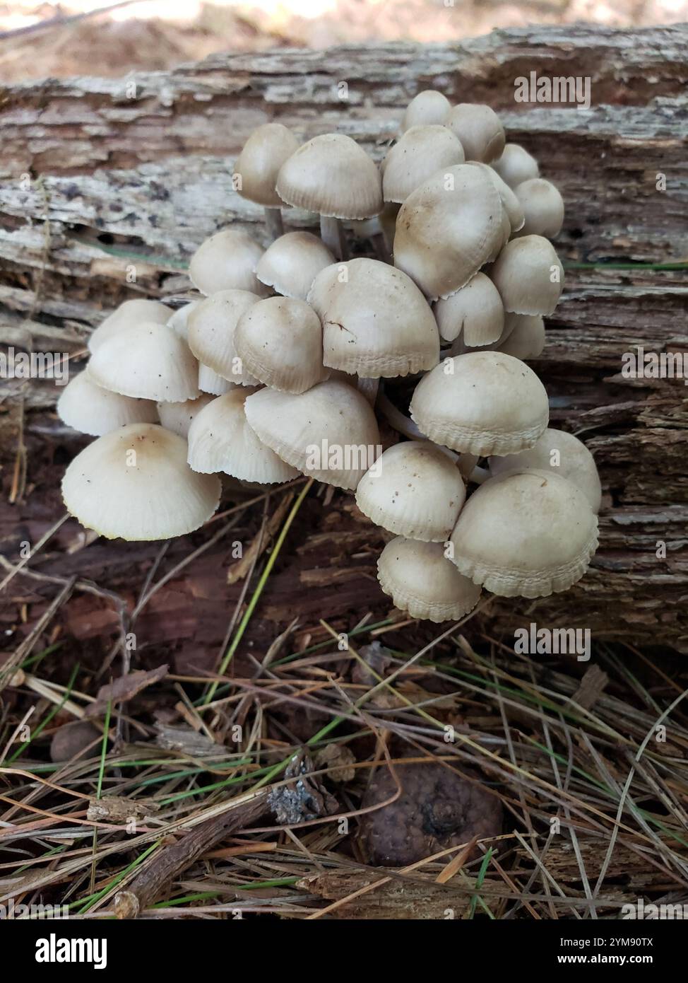 clustered bonnet (Mycena inclinata Stock Photo - Alamy